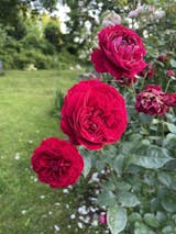 Bordeaux Rose - Floribunda - Lightly Fragrant – Heirloom Roses