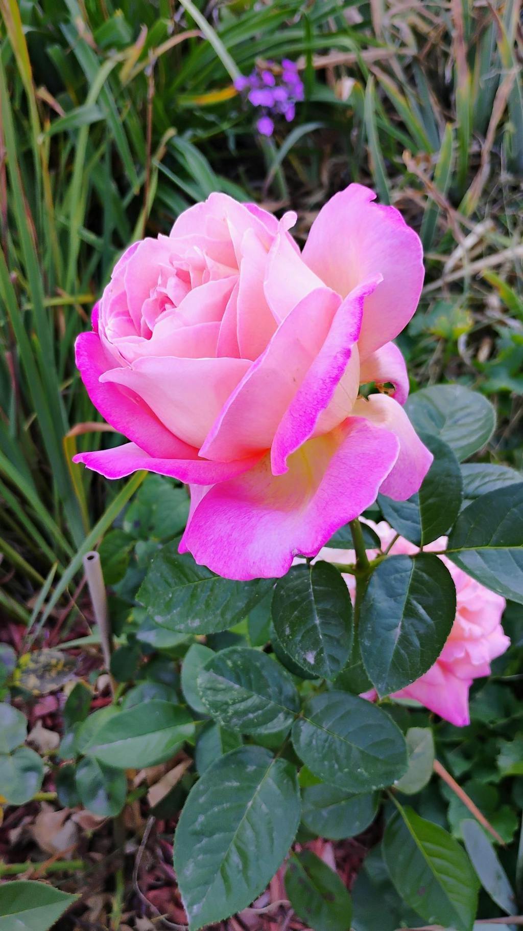 Chicago Peace Rose - Hybrid Tea - Moderately Fragrant – Heirloom Roses