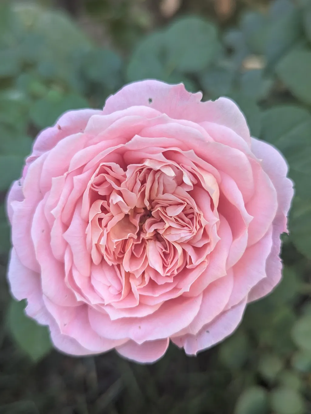 April Love Rose - Shrub - Exceptionally Fragrant – Heirloom Roses