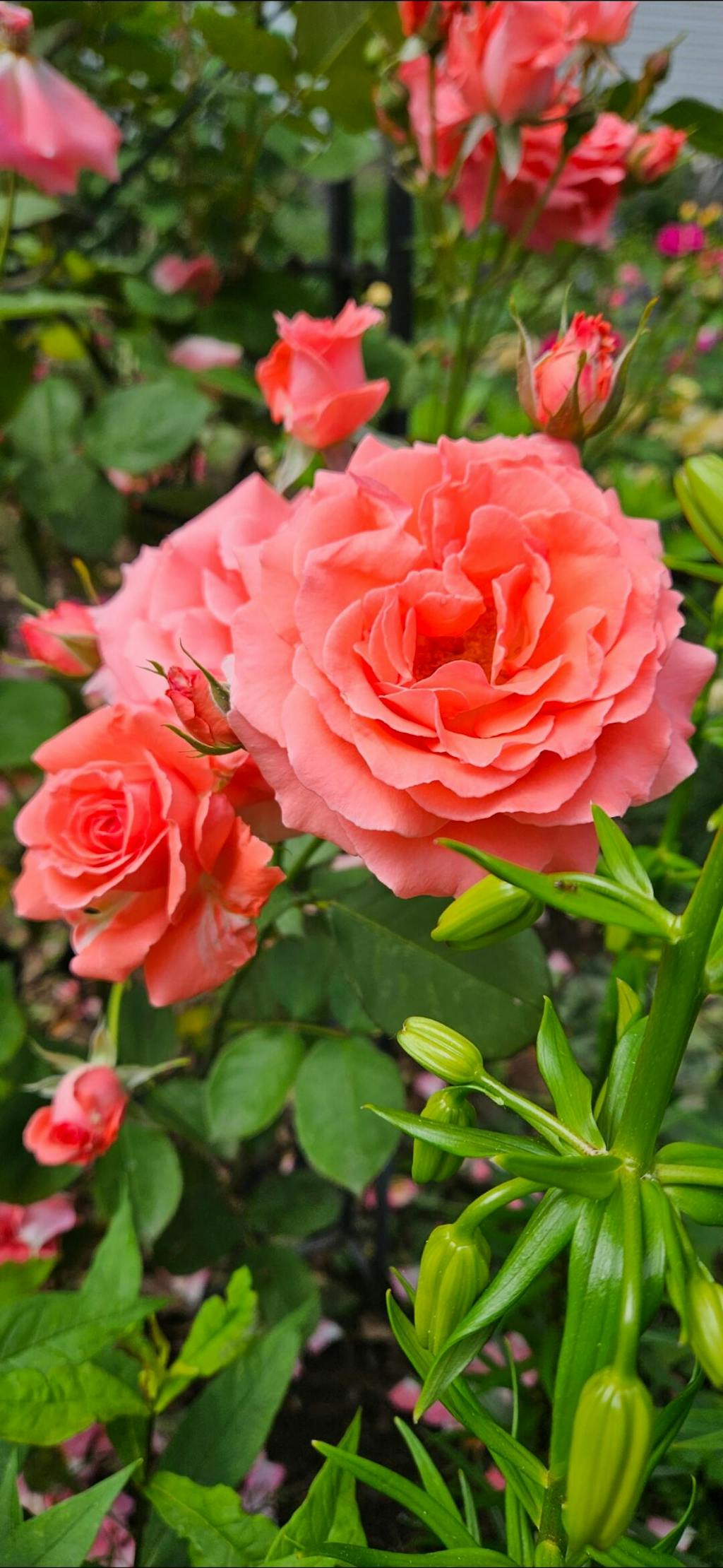 America Rose - Climbing Roses - Very Fragrant – Heirloom Roses
