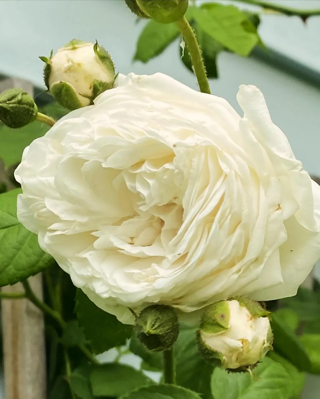 Long John Silver Climbing Rose | White Rose Plant – Heirloom