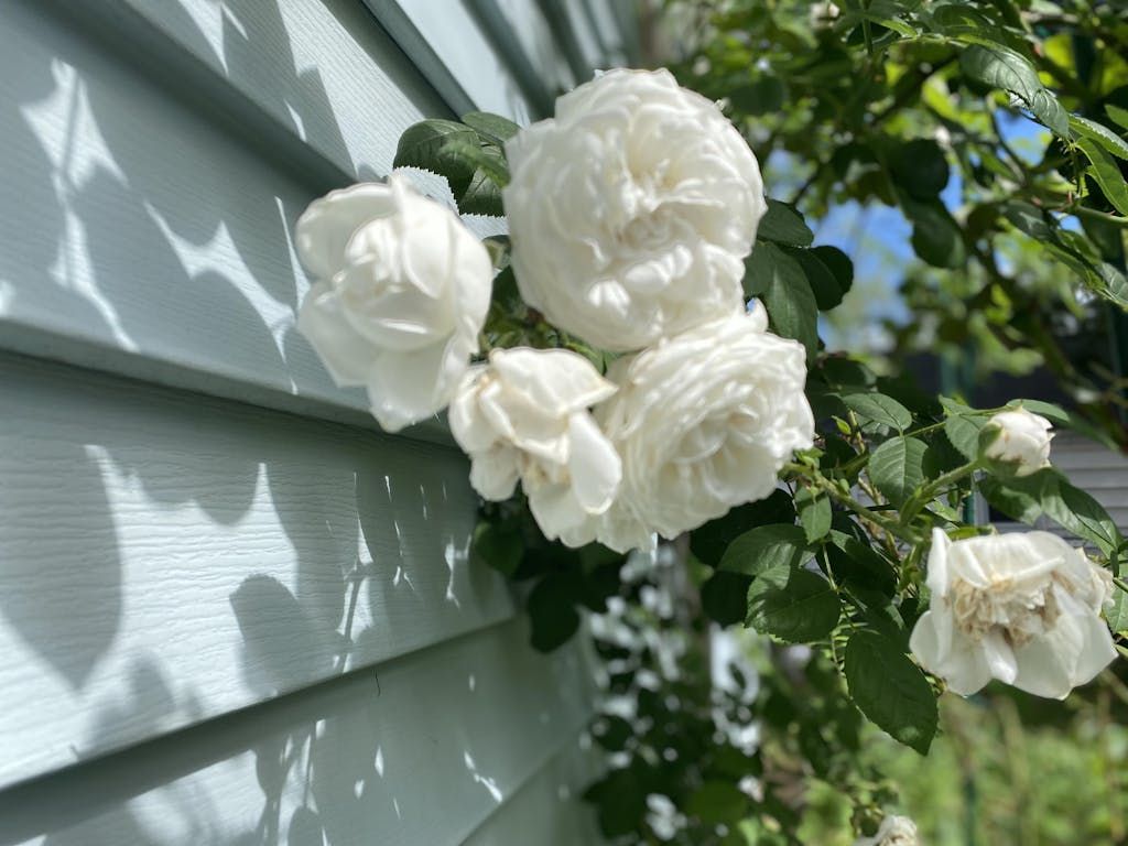 Long John Silver Climbing Rose | White Rose Plant – Heirloom Roses