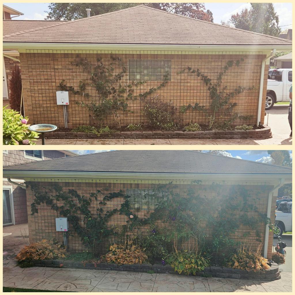 Polka Rose - Climbing Roses - Very Fragrant – Heirloom Roses