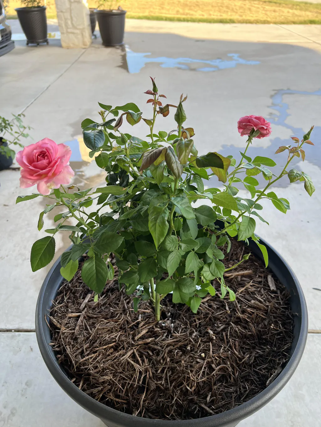 All Dressed Up™ | Pink Grandiflora Rose Bush – Heirloom