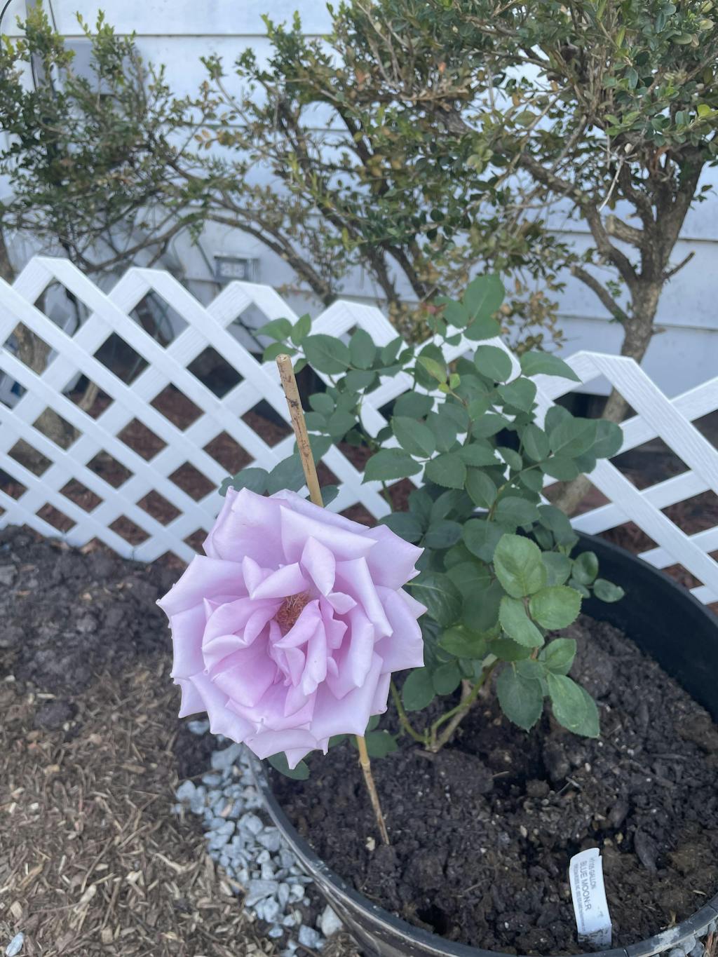 Blue Moon Hybrid Tea Rose | Fragrant Rose Plant – Heirloom Roses