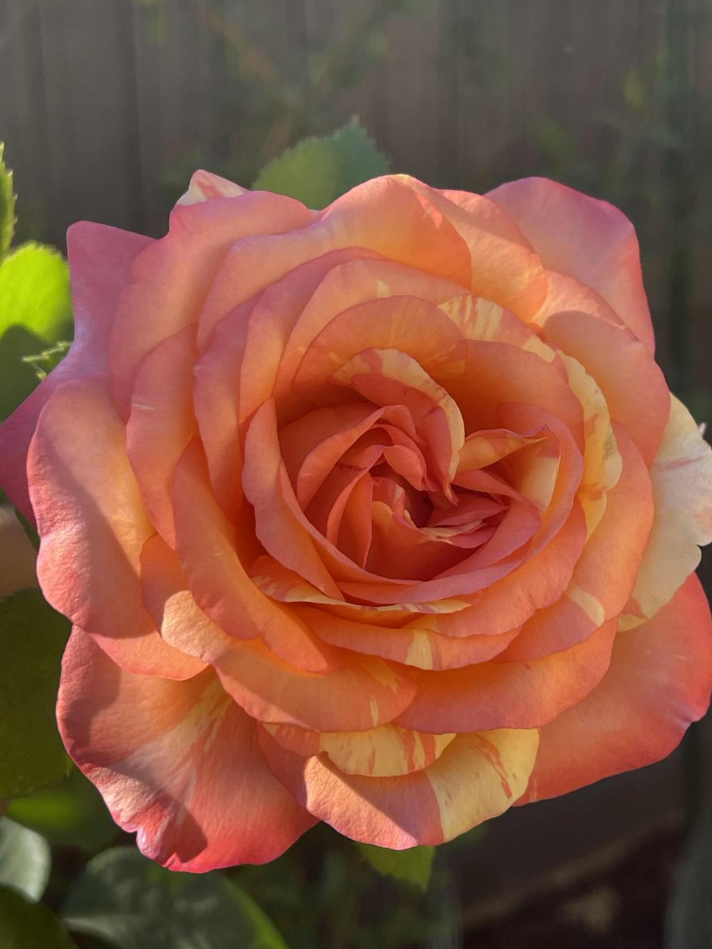 Peach Swirl™ | Colorful Hybrid Tea Rose Bush – Heirloom Roses