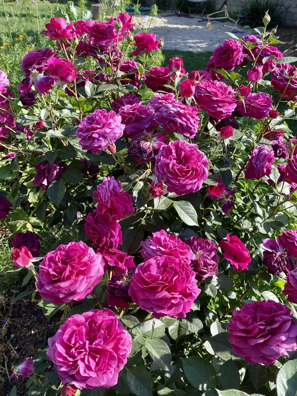 Celestial Night™ – Heirloom Roses