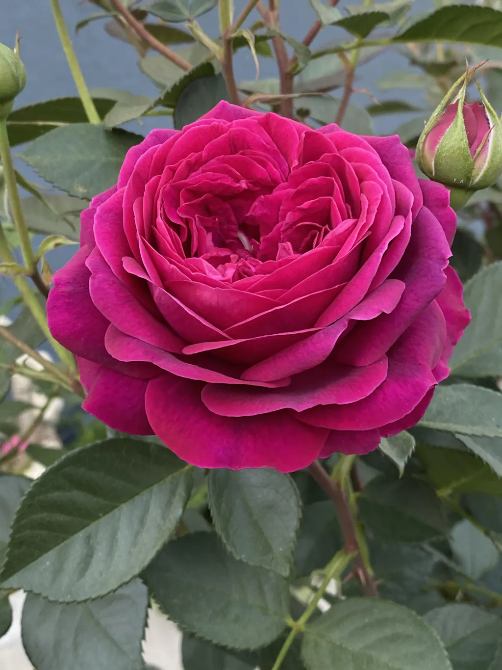 Celestial Night™ – Heirloom Roses