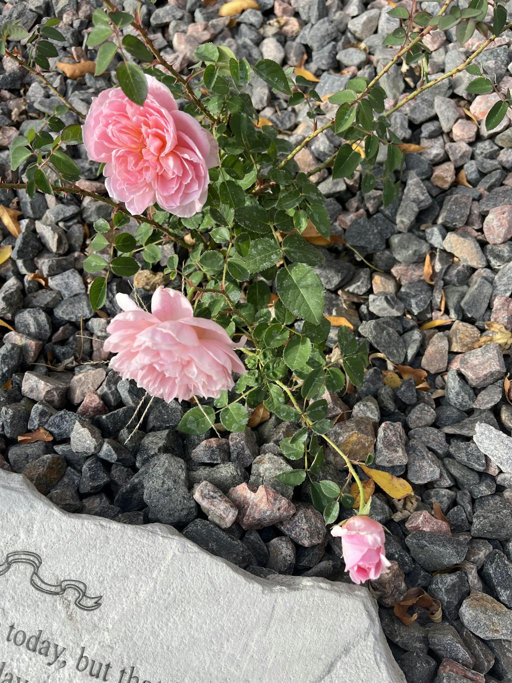 April Love Rose - Shrub - Exceptionally Fragrant – Heirloom Roses