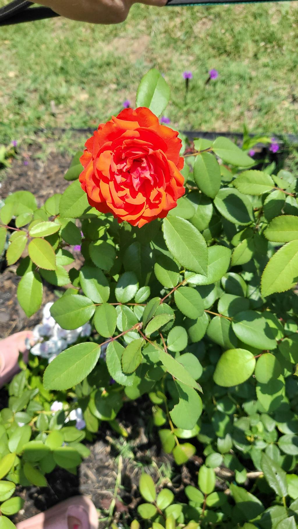 Sweet Spirit™ | Pink Grandiflora Rose Bush – Heirloom Roses