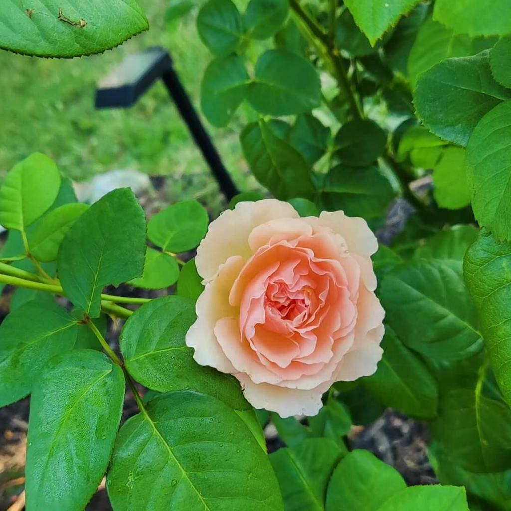 Princesse Charlene de Monaco Hybrid Tea Rose | Heirloom Roses