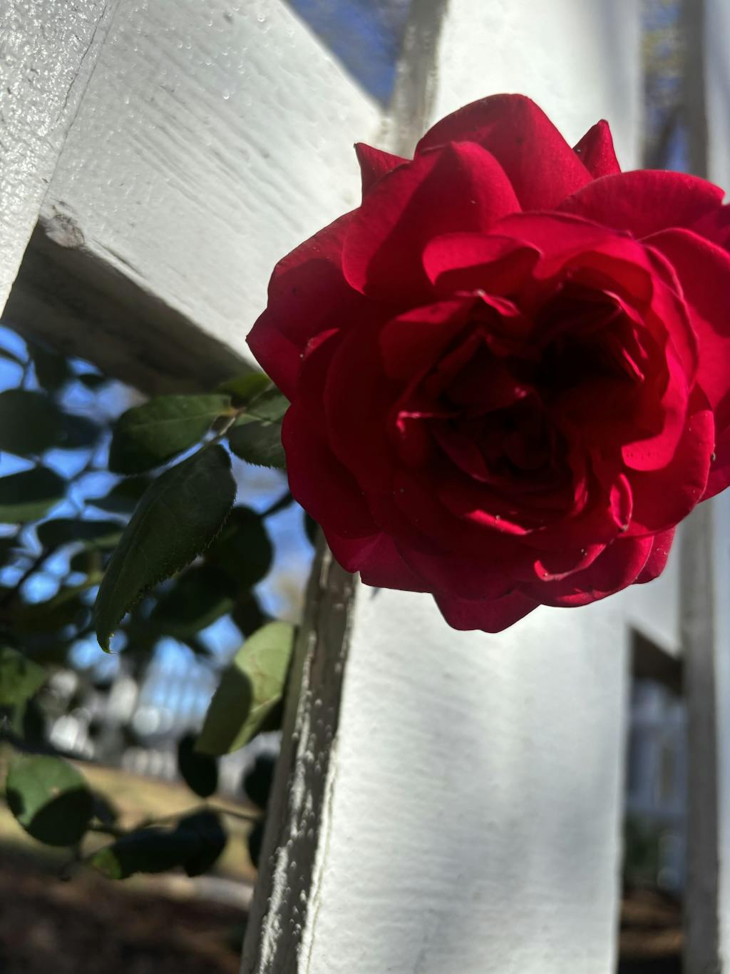 Tess of the d'Urbervilles Rose - David Austin - Exceptionally Fragrant ...