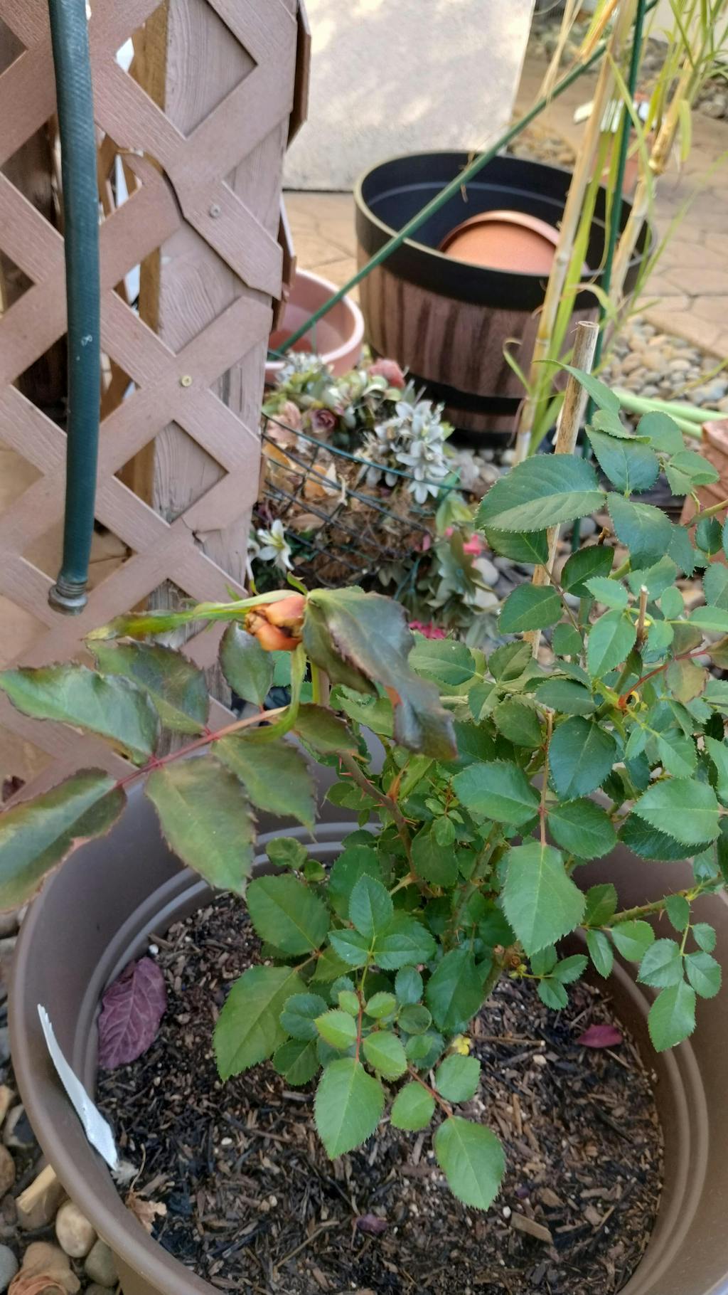 Just Joey Hybrid Tea Rose | Fragrant Rose Bush – Heirloom Roses