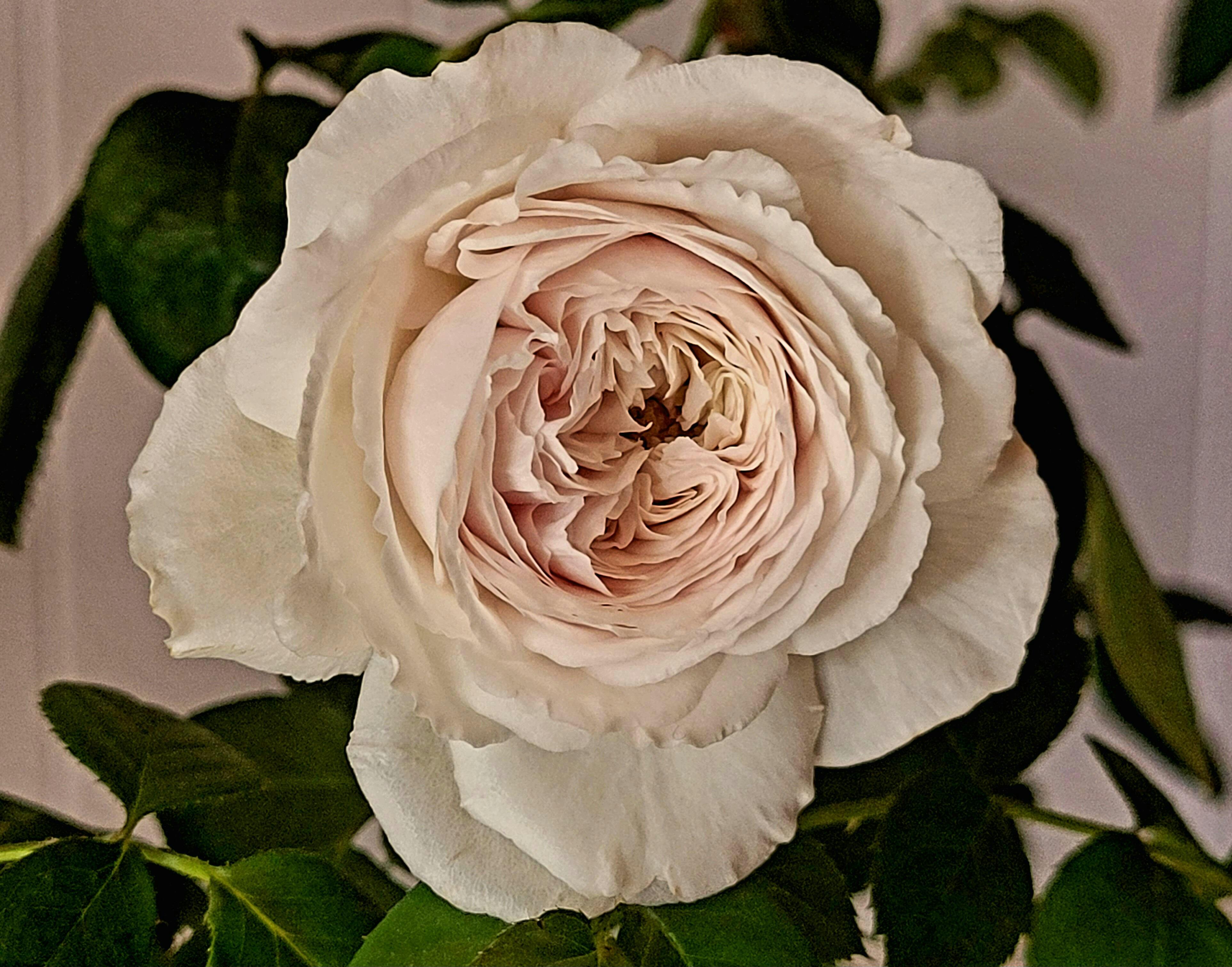 Earth Angel Rose - Floribunda - Exceptionally Fragrant – Heirloom Roses