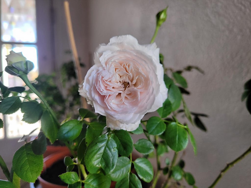 Earth Angel Rose - Floribunda - Exceptionally Fragrant – Heirloom Roses