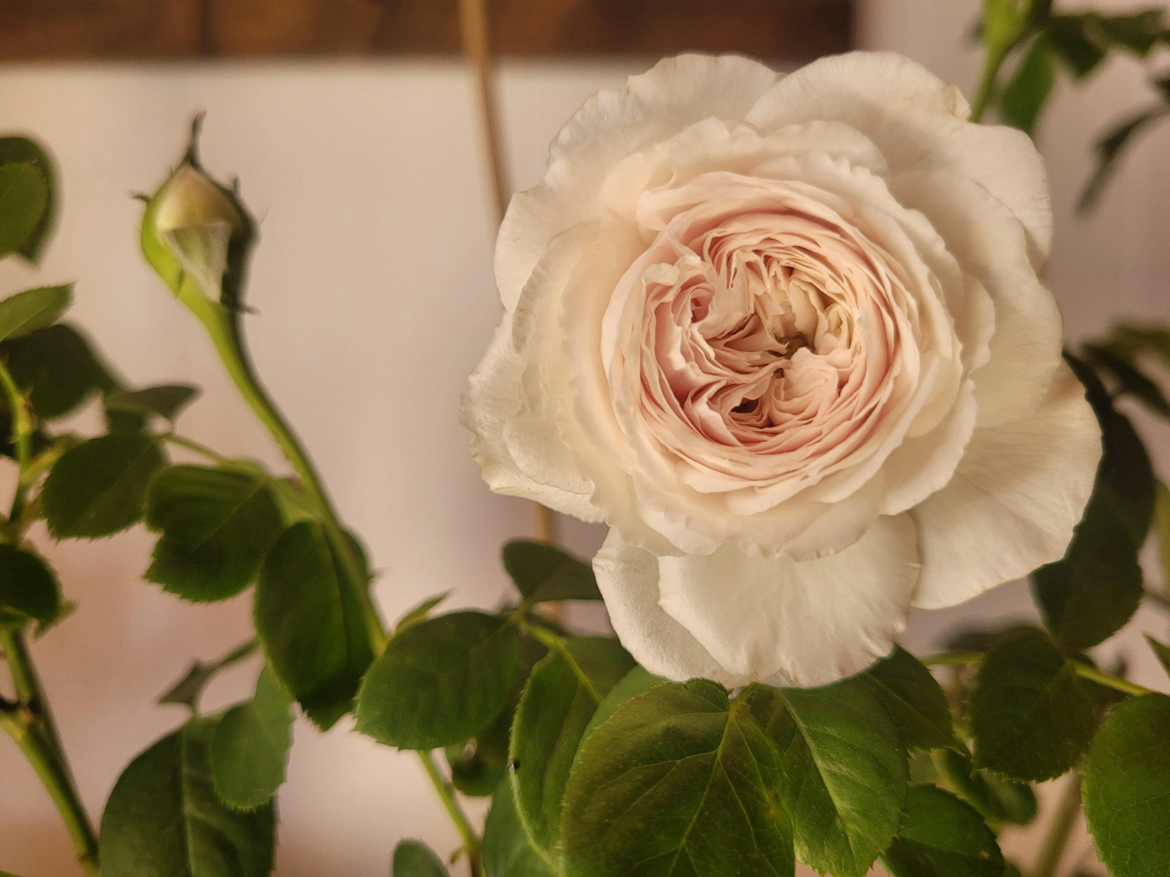 Earth Angel Rose - Floribunda - Exceptionally Fragrant – Heirloom Roses