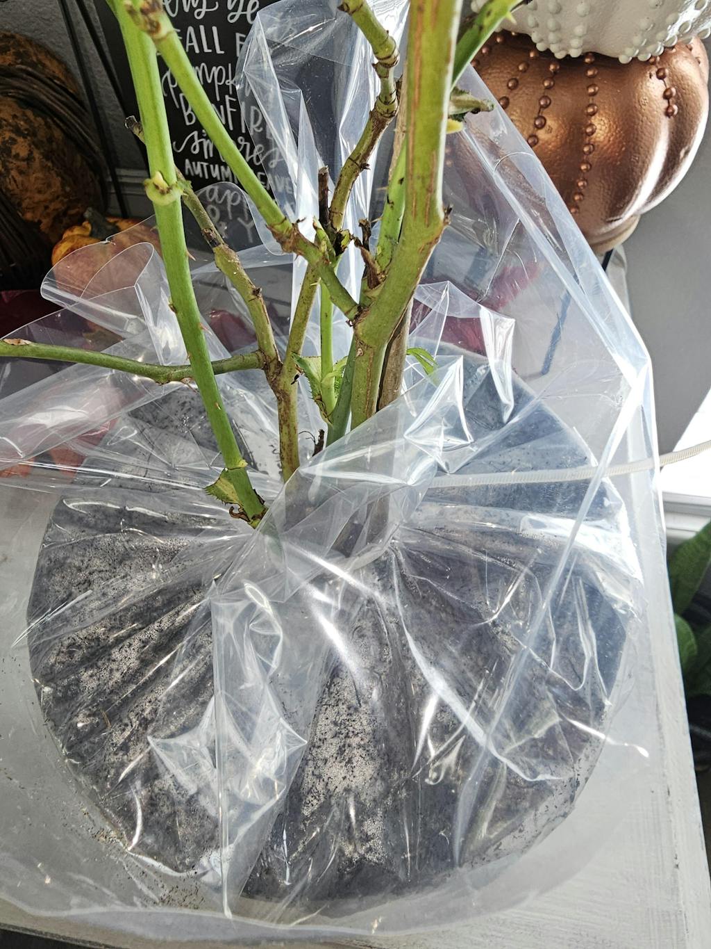 Earth Angel Rose - Floribunda - Exceptionally Fragrant – Heirloom Roses