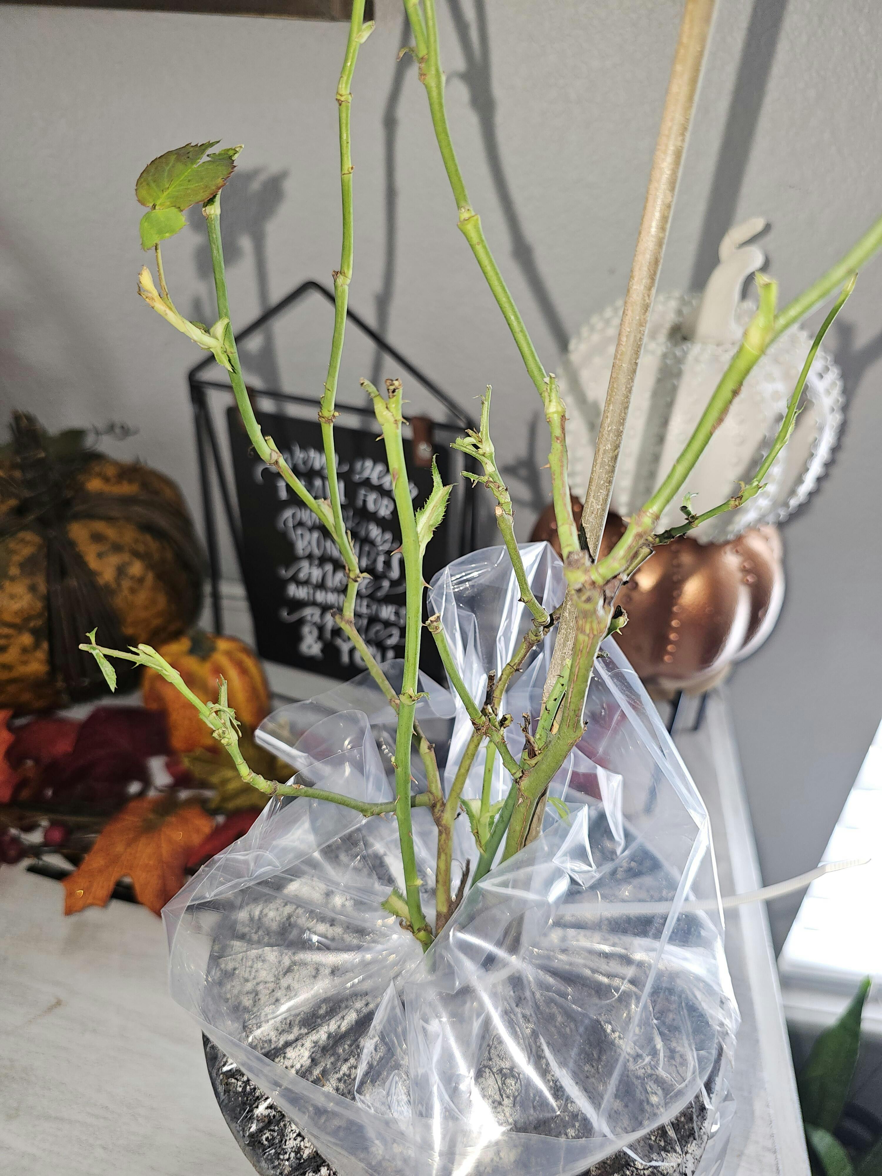 Earth Angel Rose - Floribunda - Exceptionally Fragrant – Heirloom Roses