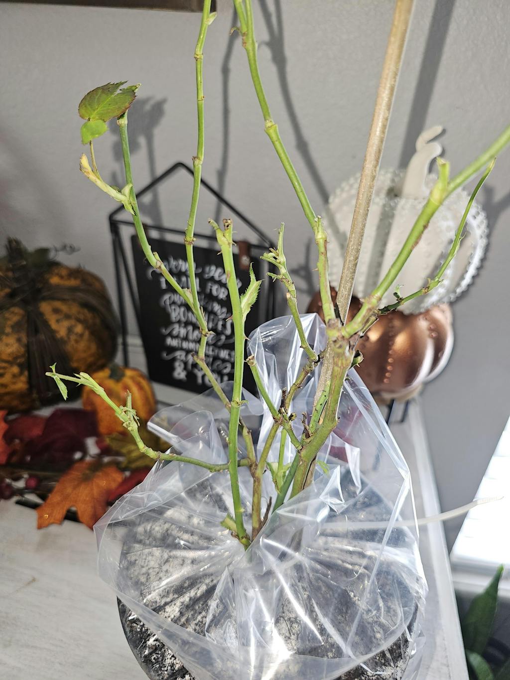 Earth Angel Rose - Floribunda - Exceptionally Fragrant – Heirloom Roses