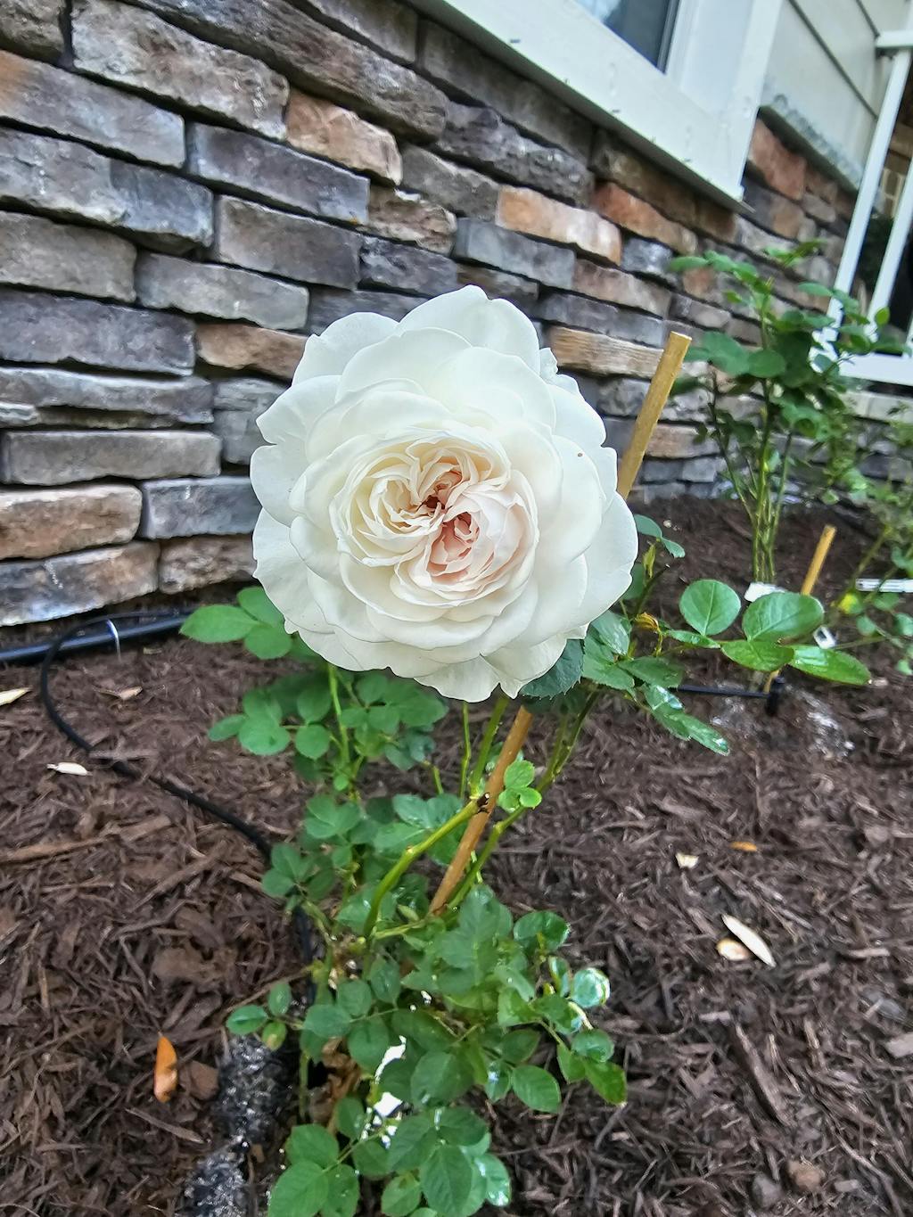 Earth Angel Rose - Floribunda - Exceptionally Fragrant – Heirloom Roses