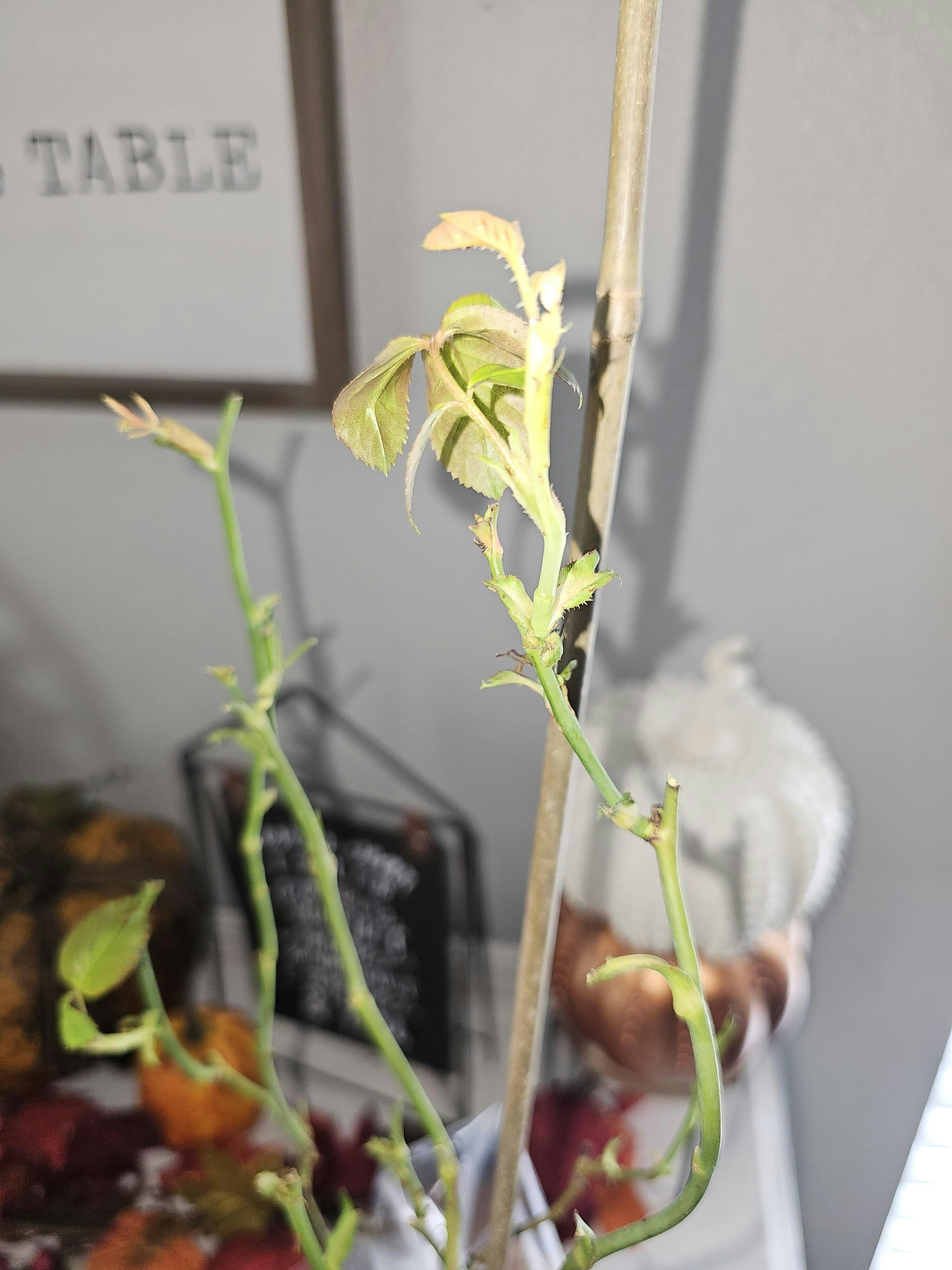 Earth Angel Rose - Floribunda - Exceptionally Fragrant – Heirloom Roses