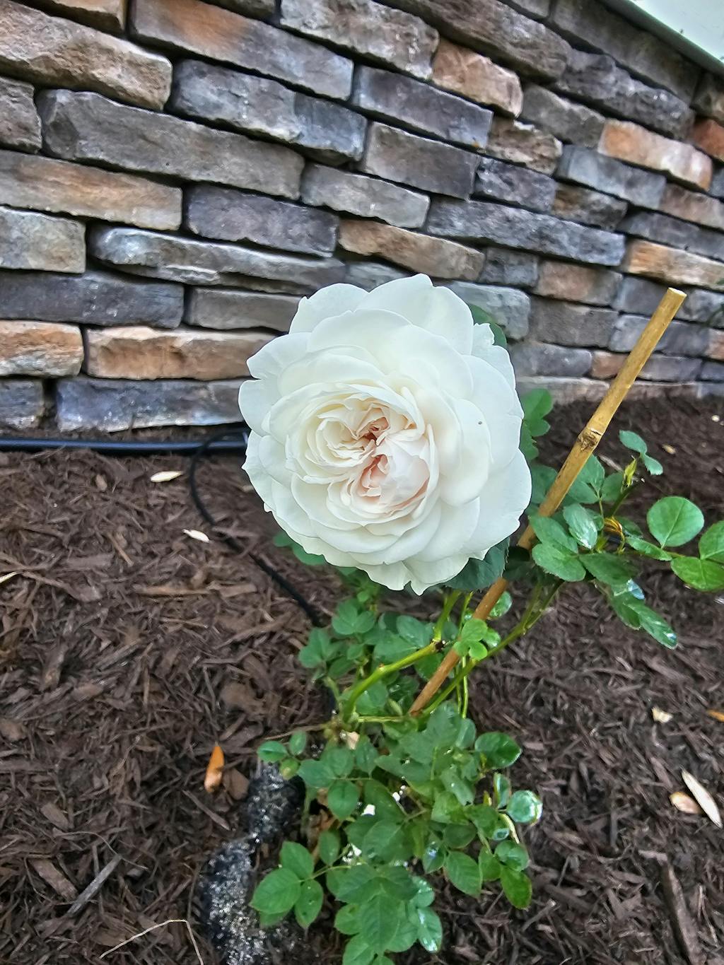 Earth Angel Rose - Floribunda - Exceptionally Fragrant – Heirloom Roses