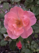 Safari Rose - Shrub - Moderately Fragrant – Heirloom Roses
