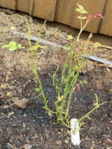 Safari Rose - Shrub - Moderately Fragrant – Heirloom Roses