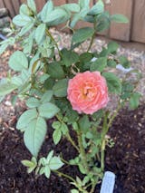 Safari Rose - Shrub - Moderately Fragrant – Heirloom Roses
