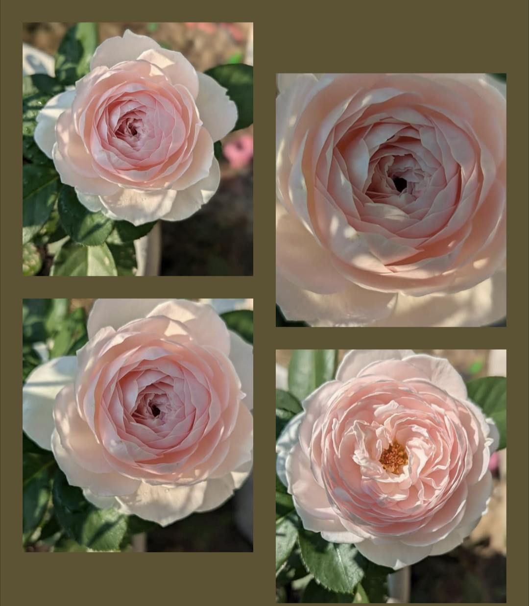 Earth Angel Rose - Floribunda - Exceptionally Fragrant – Heirloom Roses
