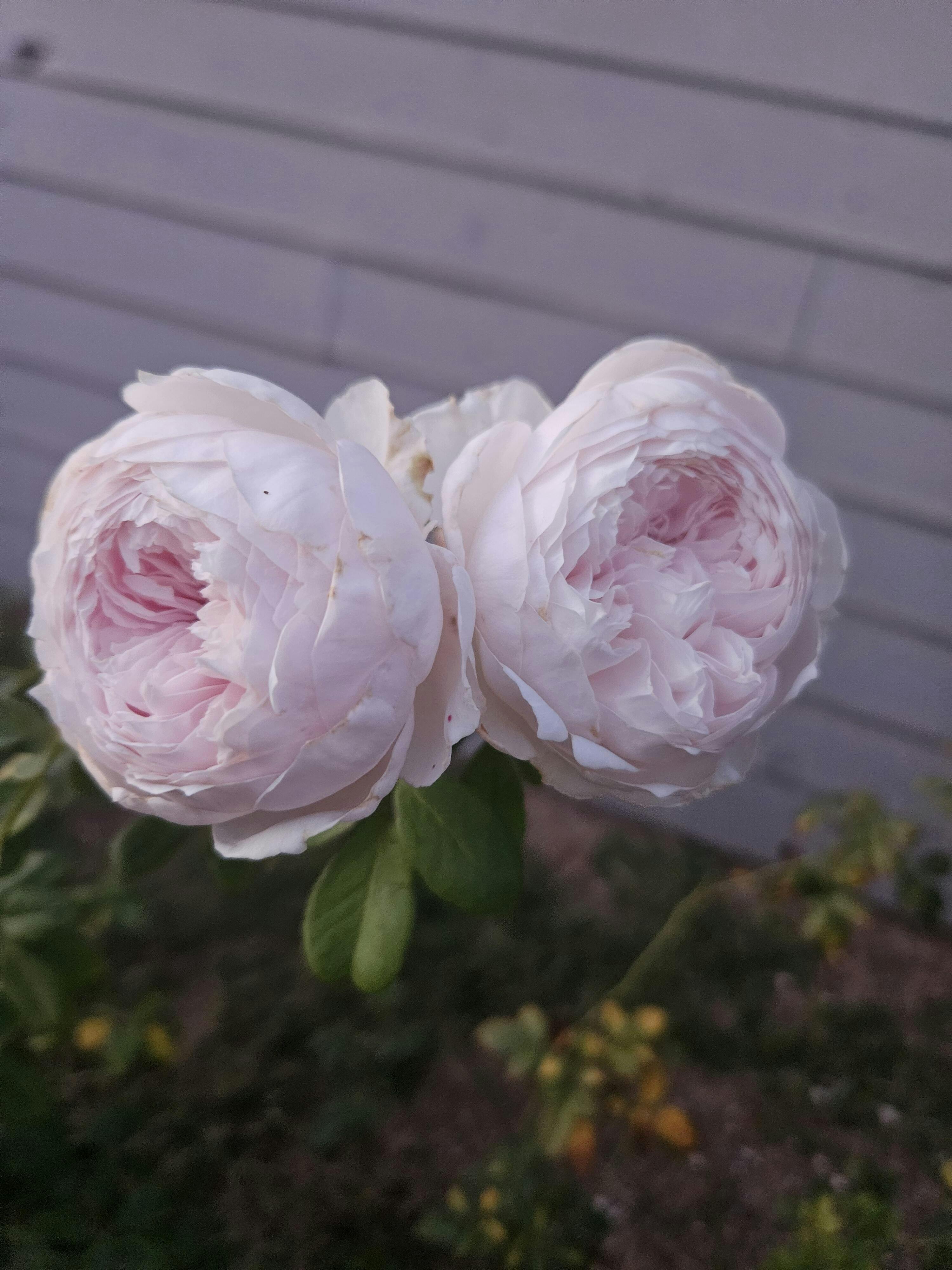 Earth Angel Rose - Floribunda - Exceptionally Fragrant – Heirloom Roses