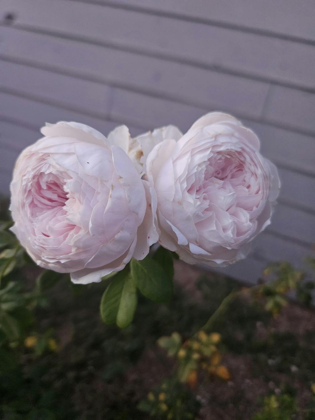 Earth Angel Rose - Floribunda - Exceptionally Fragrant – Heirloom Roses