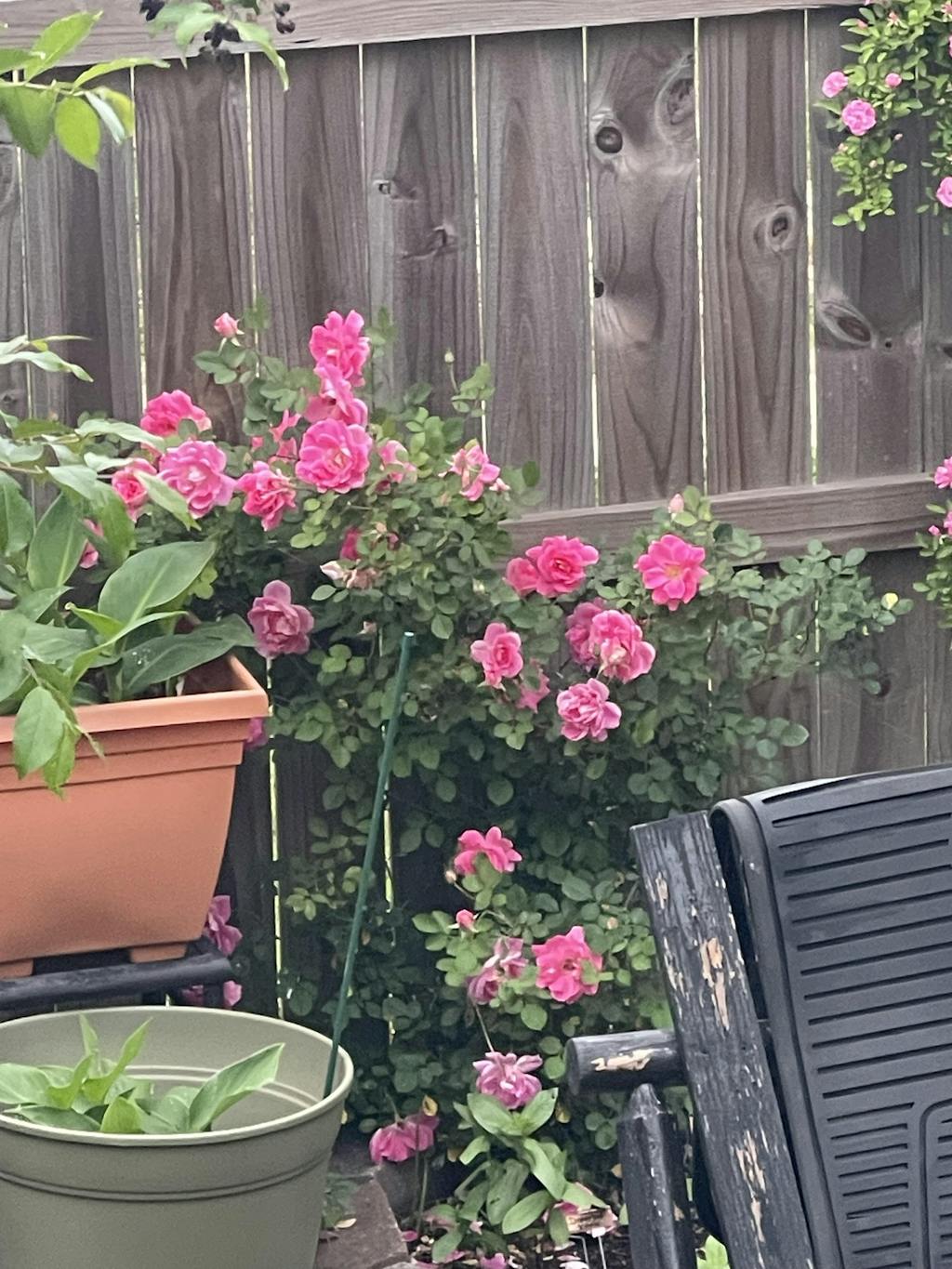 Carefree Wonder Rose - Landscape - Lightly Fragrant – Heirloom Roses