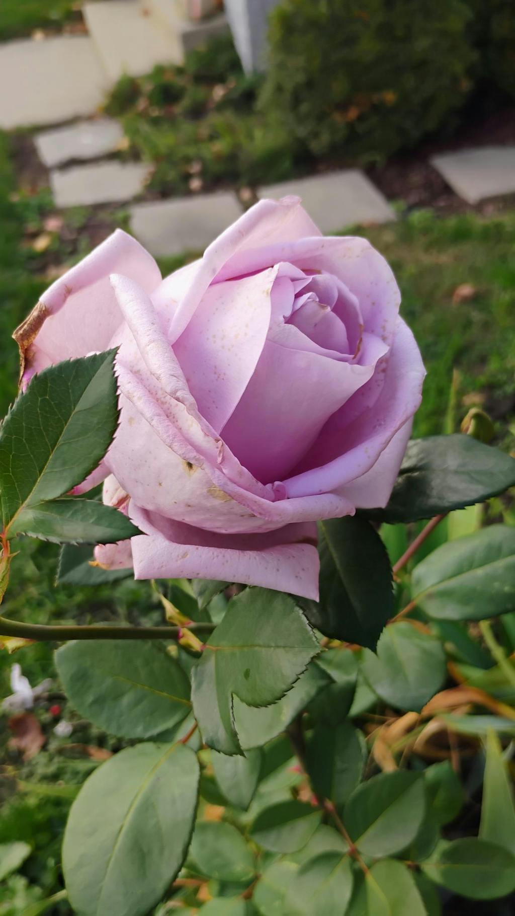 Blue Girl Hybrid Tea Rose | Purple Rose Bush – Heirloom Roses