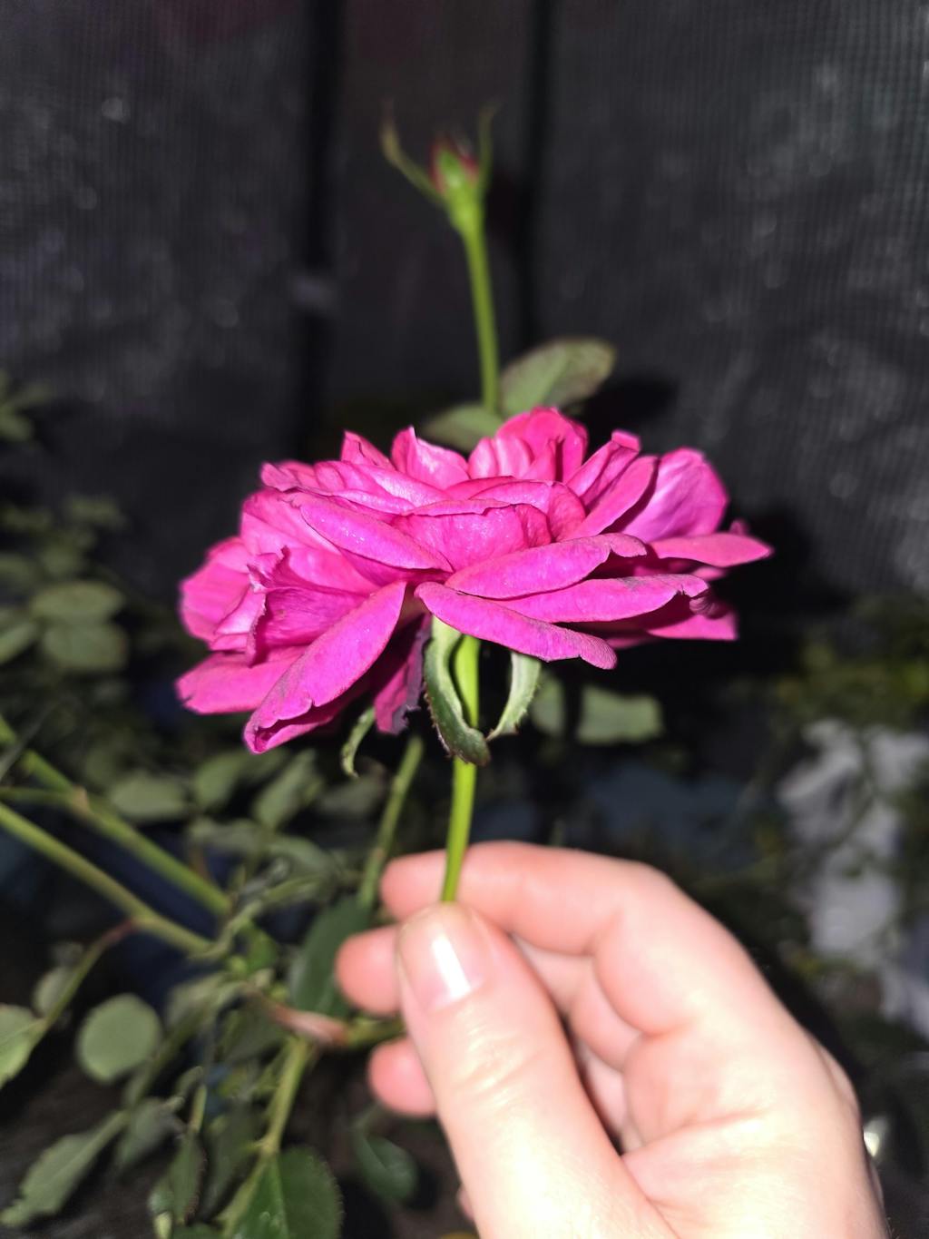 Darcey Bussell – Heirloom Roses