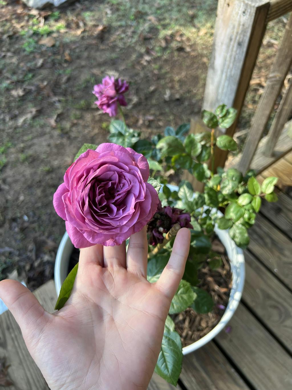 Plum Perfect Rose - Floribunda - Lightly Fragrant – Heirloom Roses