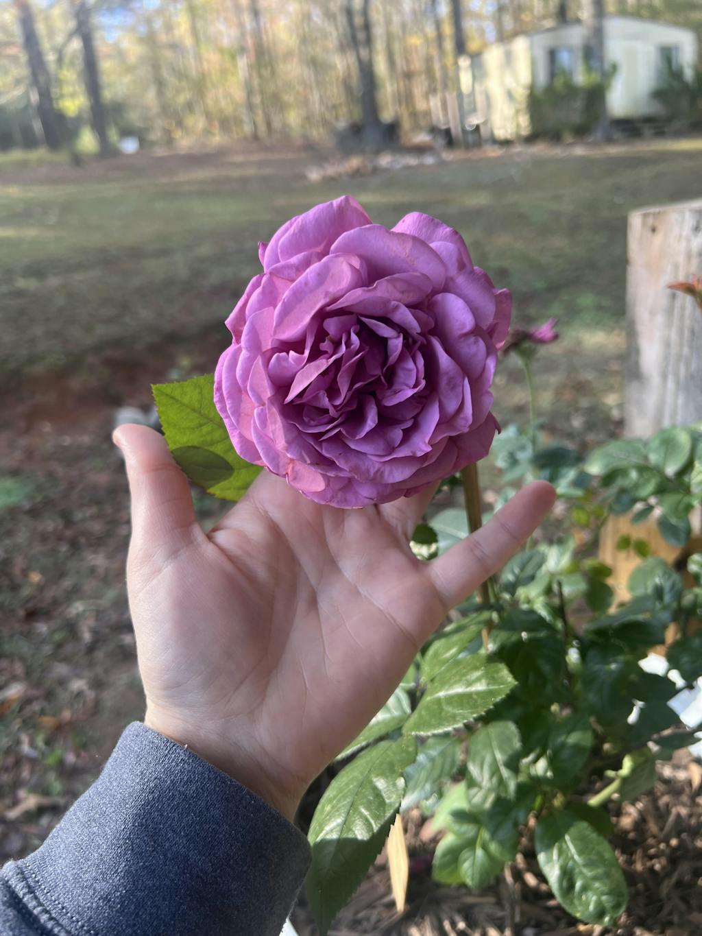 Plum Perfect Rose - Floribunda - Lightly Fragrant – Heirloom Roses