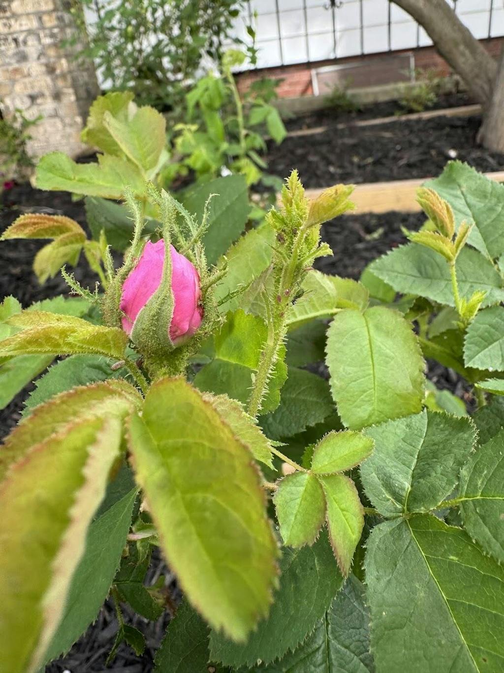 Salet Moss Rose | Fragrant Rose Plant – Heirloom Roses