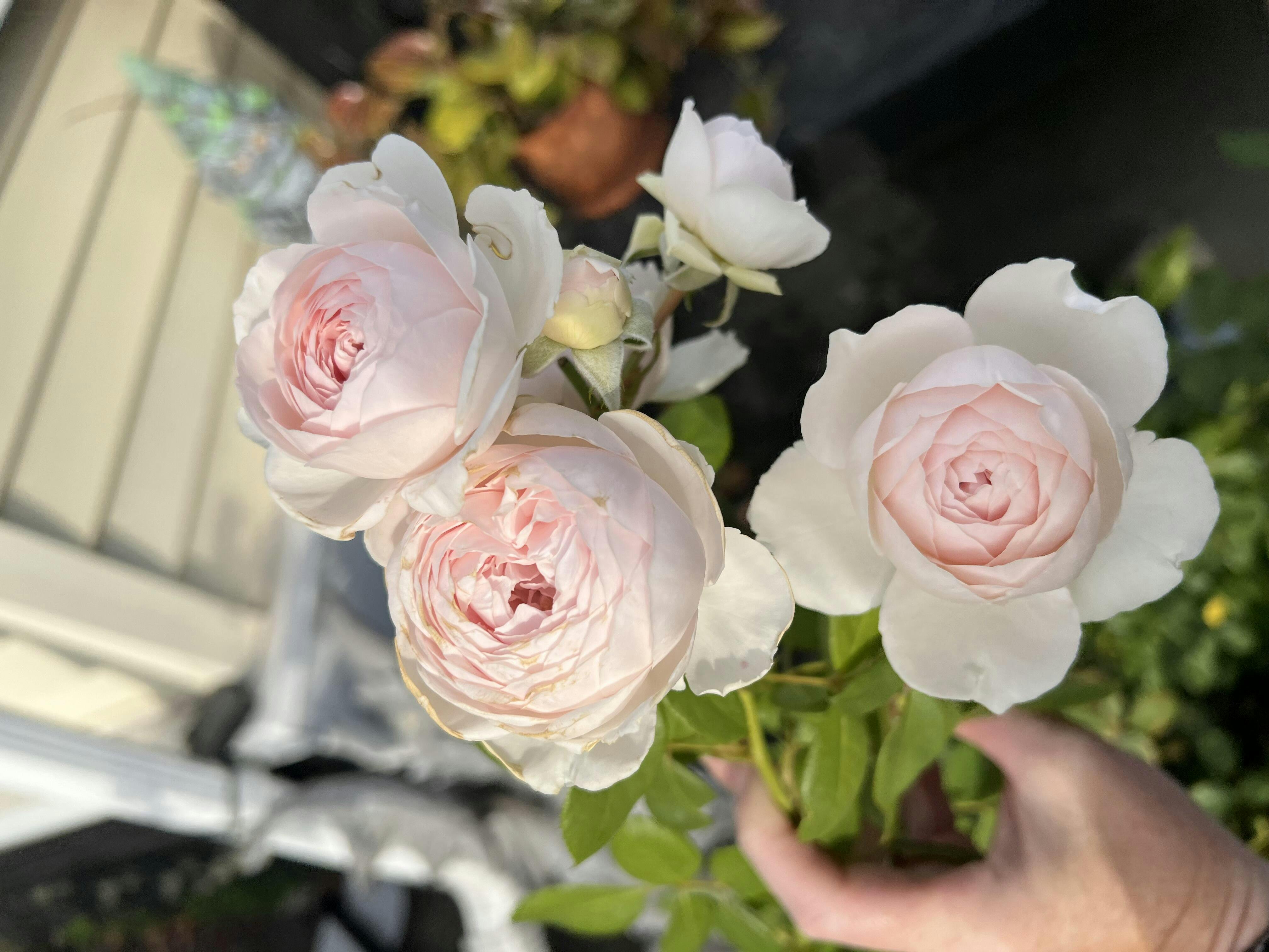 Earth Angel Rose - Floribunda - Exceptionally Fragrant – Heirloom Roses