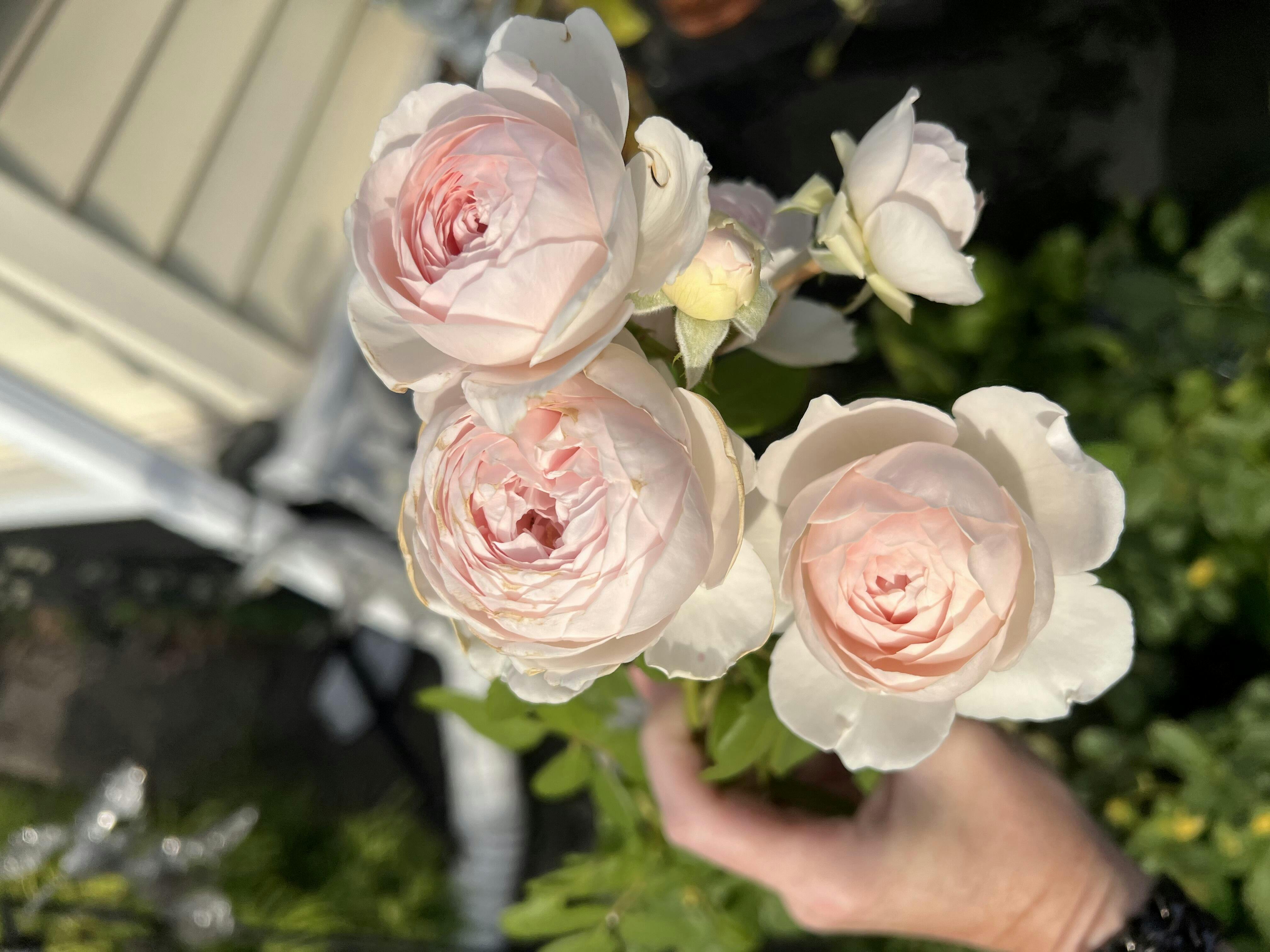 Earth Angel Rose - Floribunda - Exceptionally Fragrant – Heirloom Roses