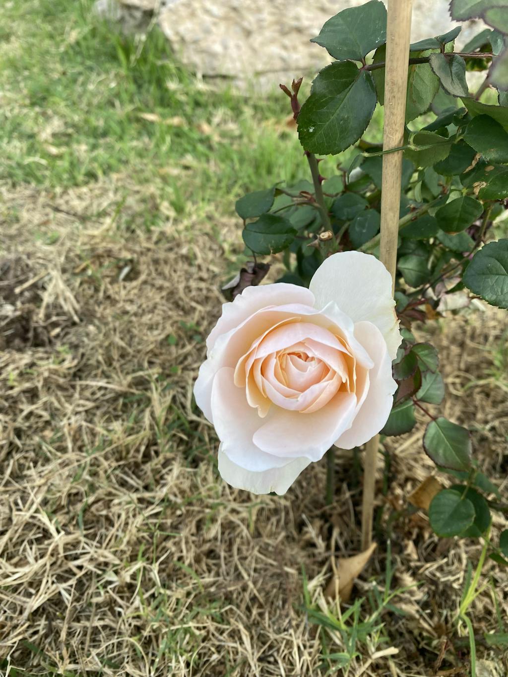 Moonlight in Paris™ – Heirloom Roses