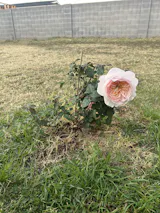 Moonlight in Paris™ – Heirloom Roses