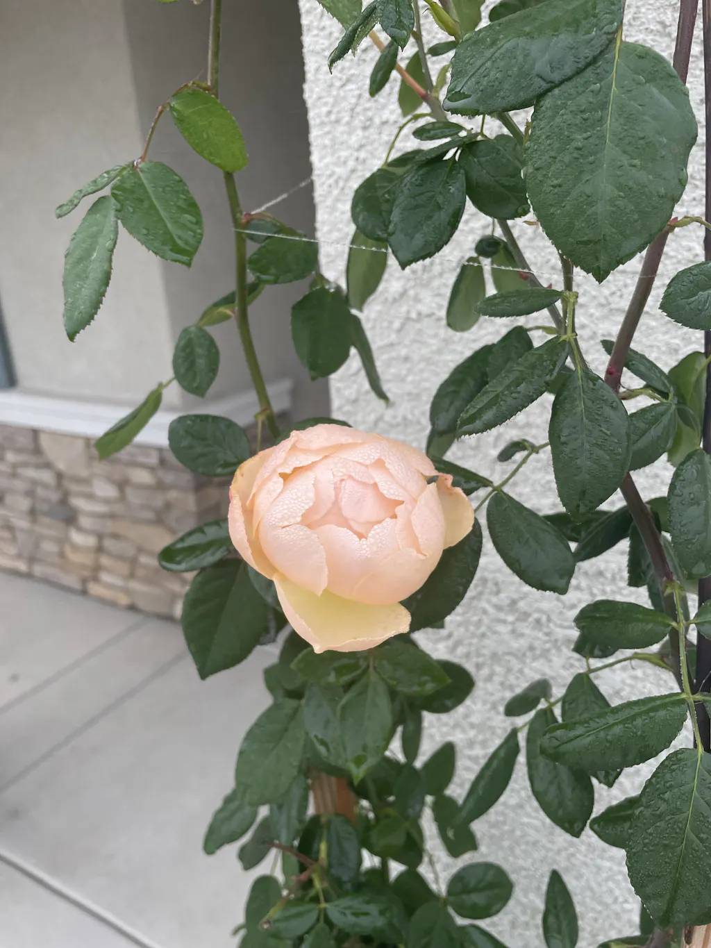 Wollerton Old Hall Rose - David Austin - Very Fragrant – Heirloom Roses
