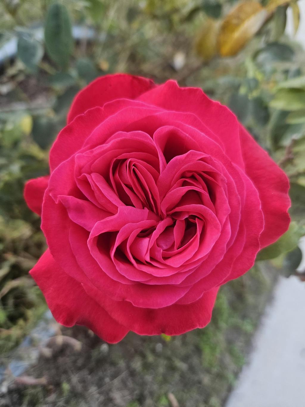 Alec's Red Rose - Hybrid Tea - Exceptionally Fragrant – Heirloom Roses