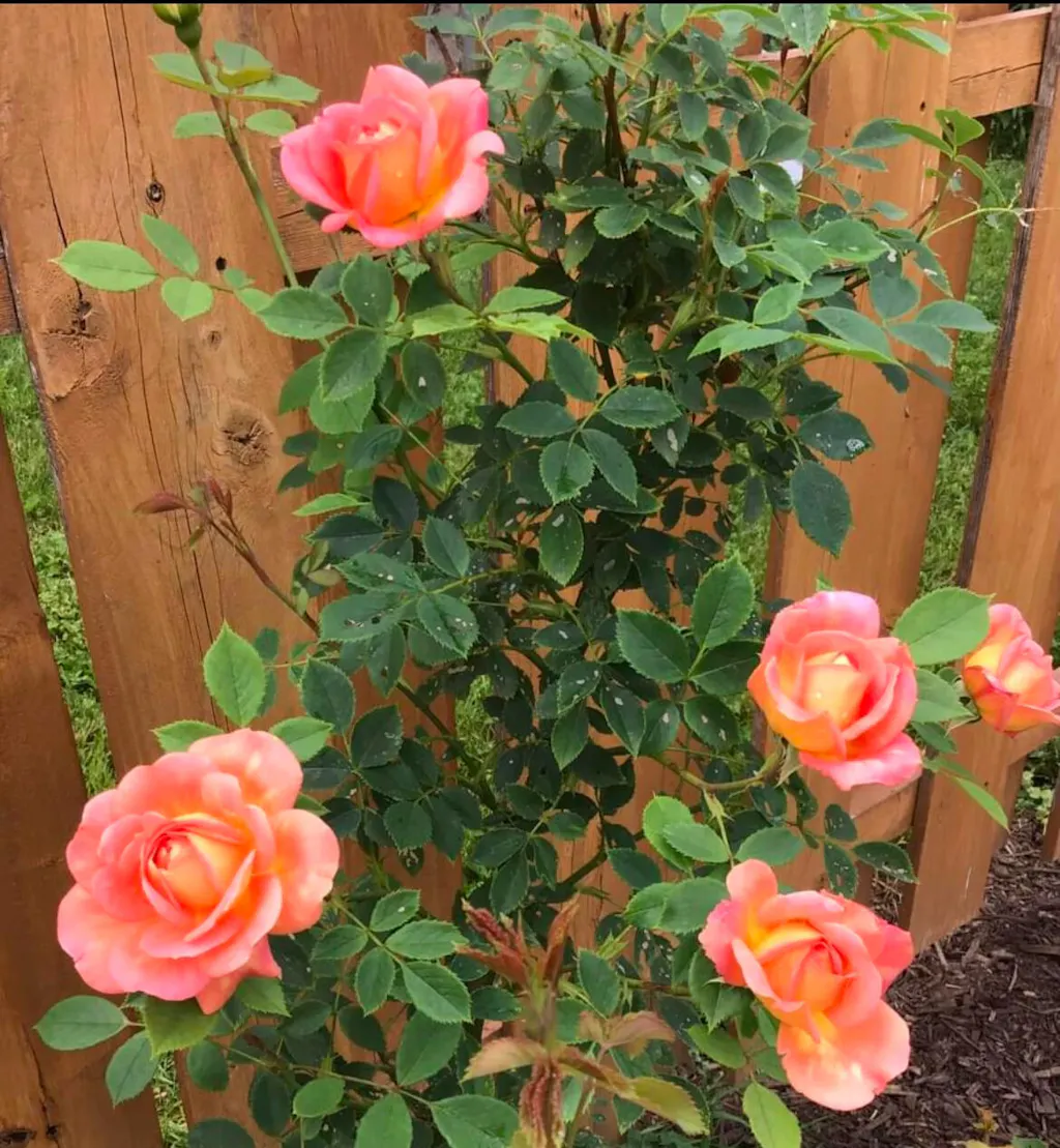 Lady Of Shalott – Heirloom Roses