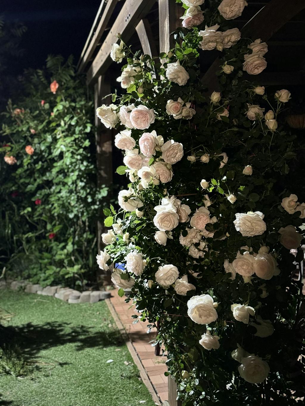 White Eden ClimberClimbing Rose | White Rose Plant – Heirloom Roses