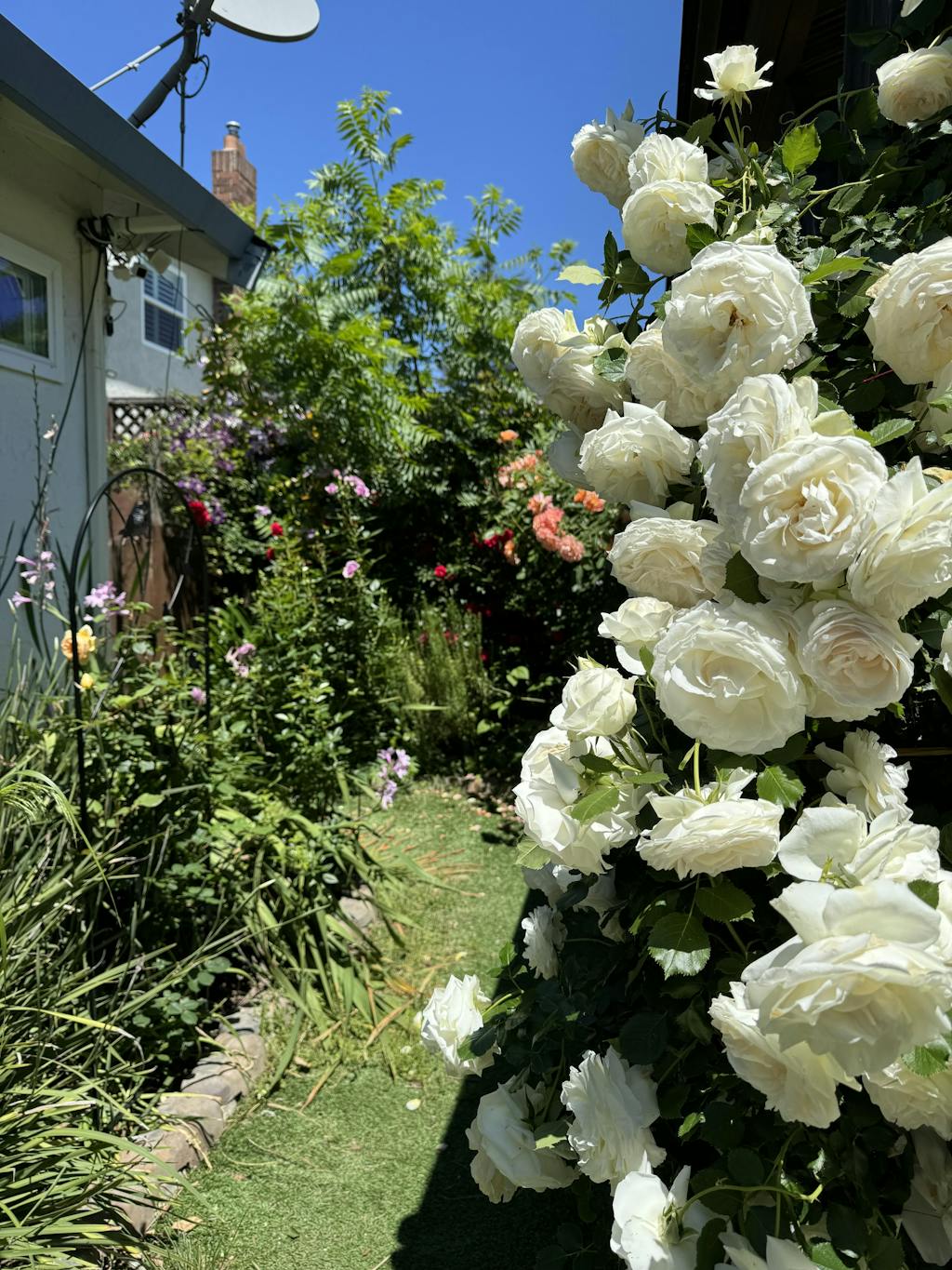 White Eden ClimberClimbing Rose | White Rose Plant – Heirloom Roses