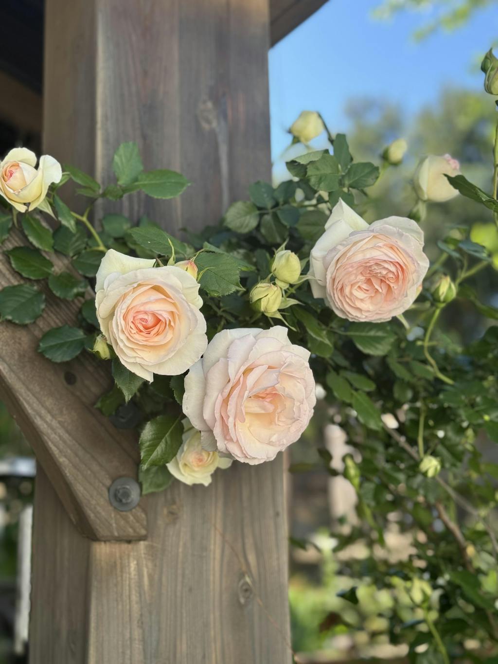 White Eden ClimberClimbing Rose | White Rose Plant – Heirloom Roses