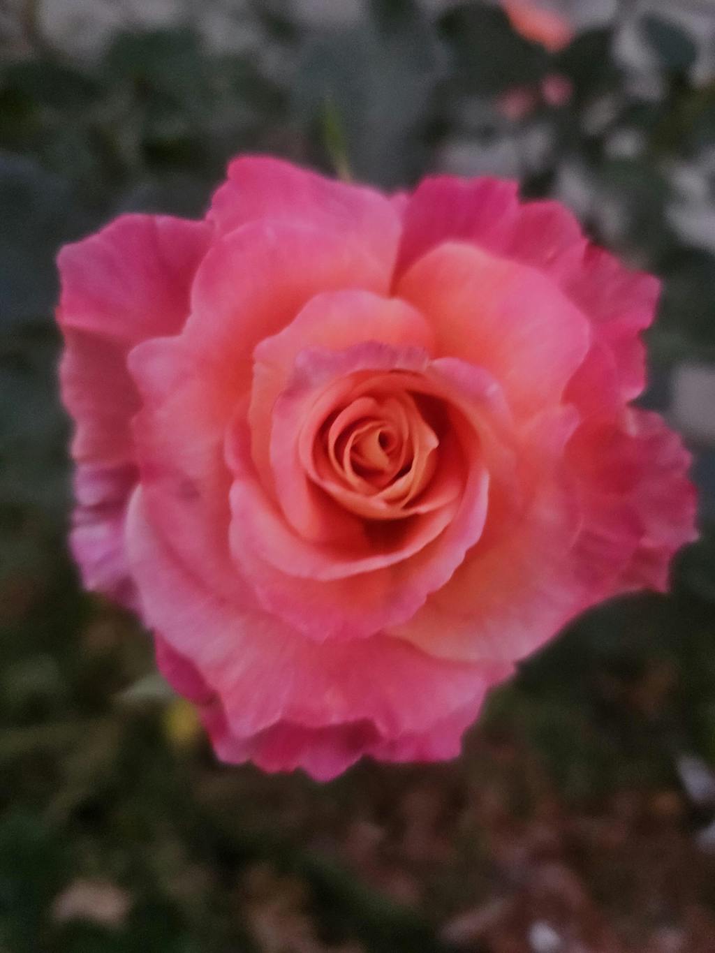 Granada Hybrid Tea Rose | Fragrant Rose Plant – Heirloom Roses