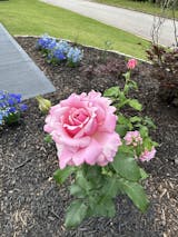 Memorial Day Rose - Hybrid Tea - Exceptionally Fragrant – Heirloom Roses